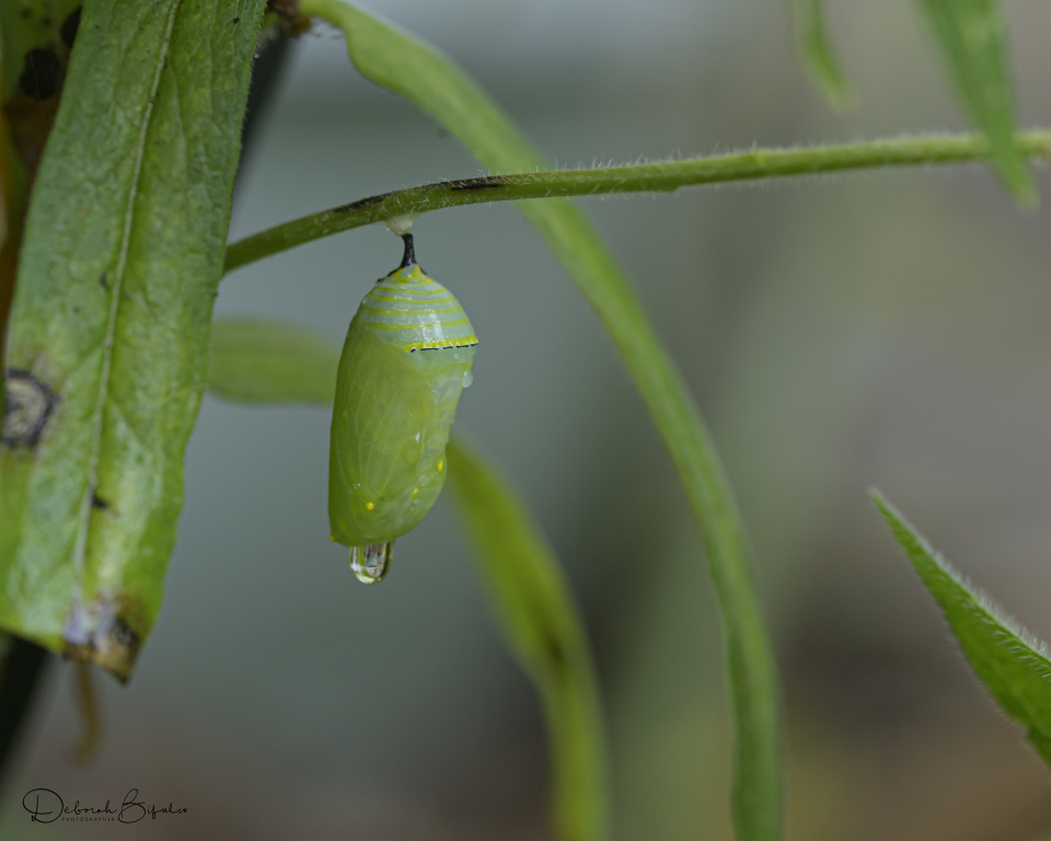 After the Rain... | dbifulco | Blipfoto