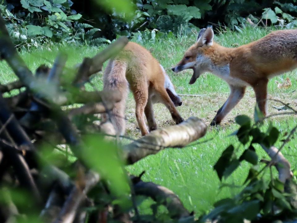 SO EXCITING --------- | Larchlea | Blipfoto