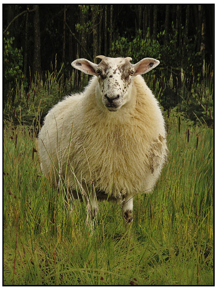 EMO Sheep | gen2 | Blipfoto