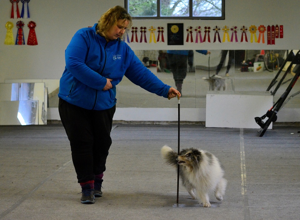 Dancing Sheltie | TheHazylandBoys | Blipfoto