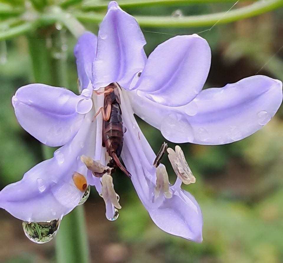 Agapanthus. | Midlander | Blipfoto