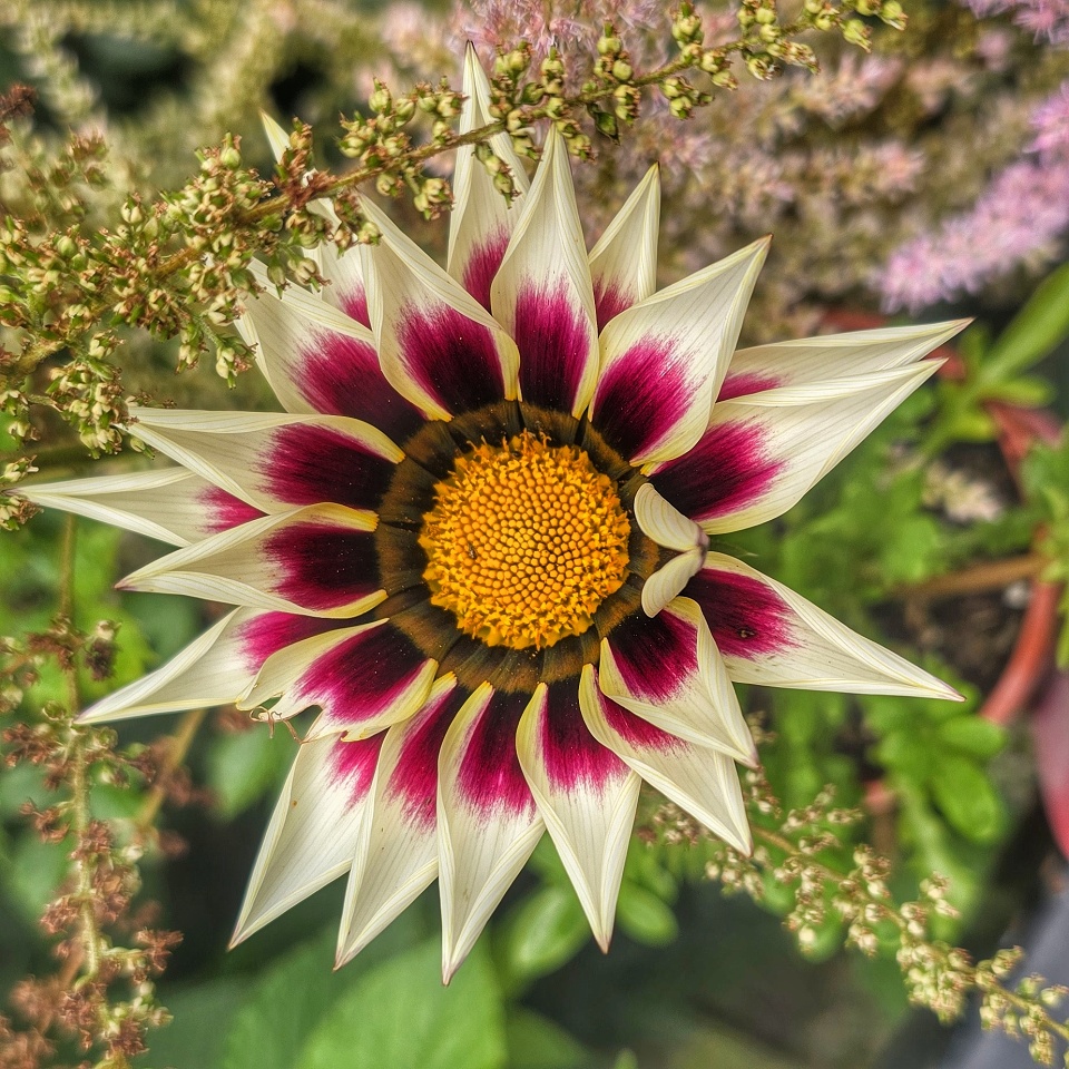 Flower eb... | intothehills | Blipfoto