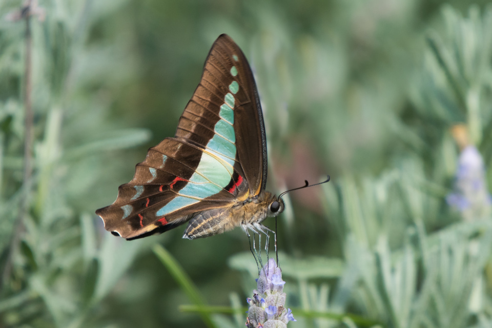 Common bluebottle or Blue Triangle butterfly | jensphotos | Blipfoto