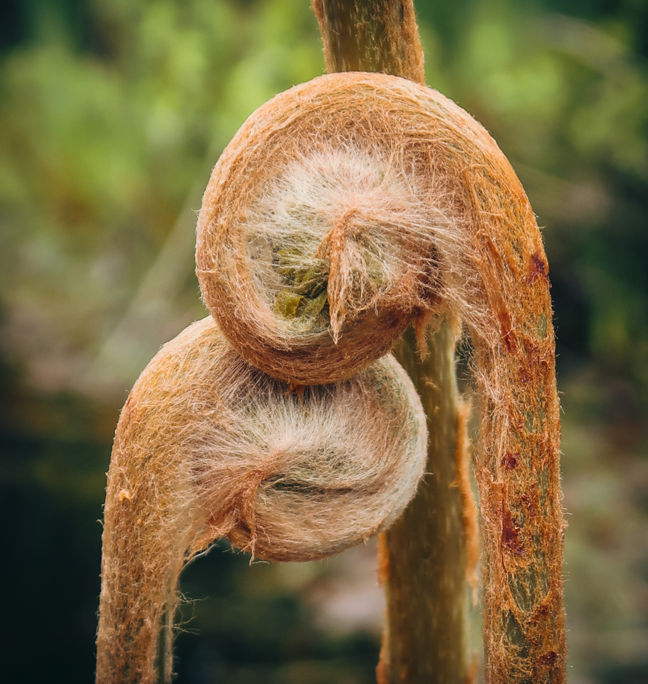 Fern's first form | freespiral | Blipfoto