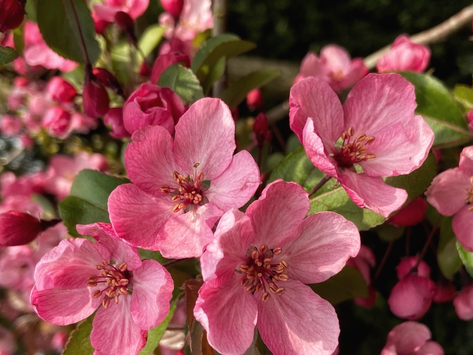 Cherry blossom | Ingeborg | Blipfoto