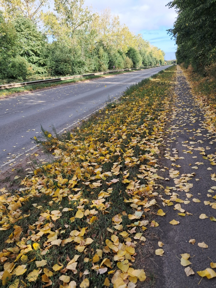 Autumn. | Midlander | Blipfoto