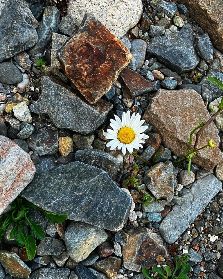 Hardy Daisy | madowoi | Blipfoto