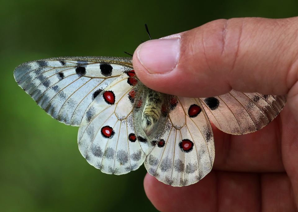 Apollo (butterfly) | VandeGraaff | Blipfoto