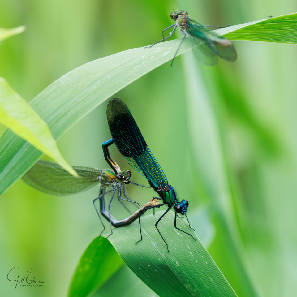 Threesome | JDO | Blipfoto