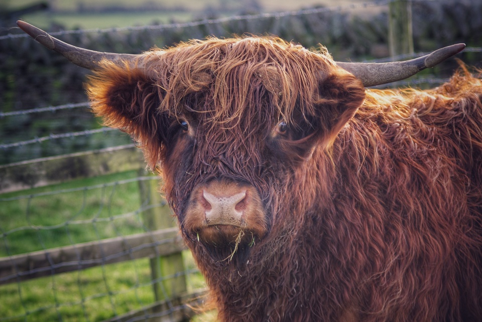 Curious Beast | Shaaamie | Blipfoto