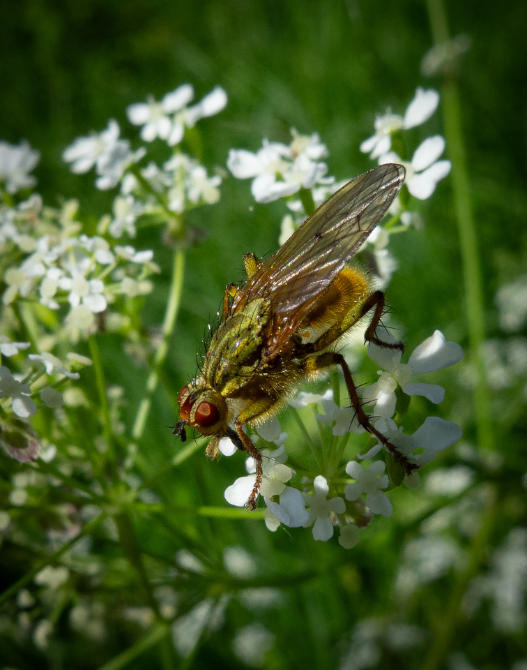 Not Your Average Fly | madwill | Blipfoto