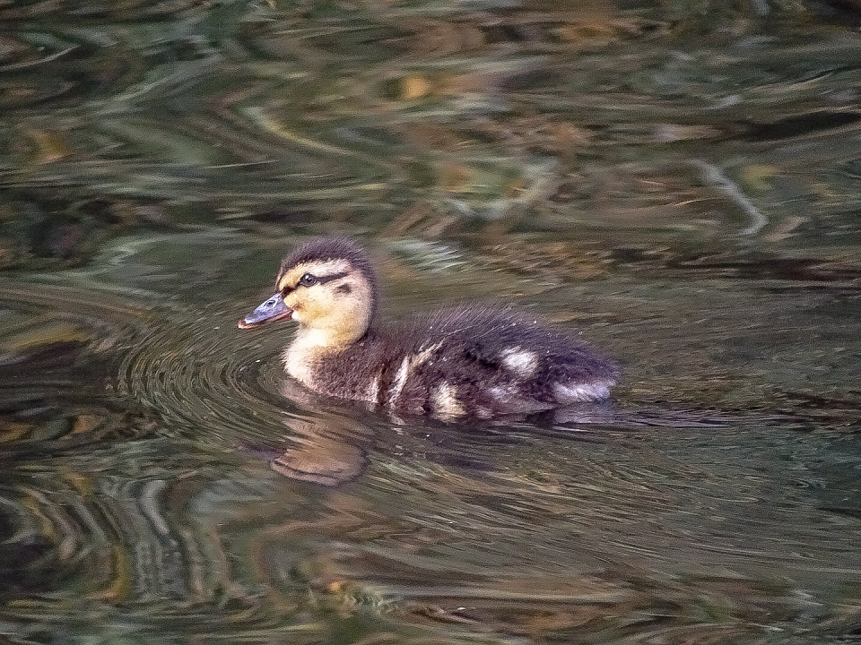 Clifton Duck Pond | ApolloFly | Blipfoto