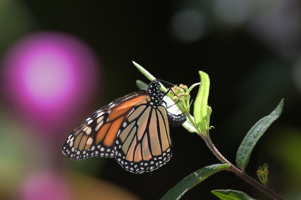 Precious Fruit | dbifulco | Blipfoto