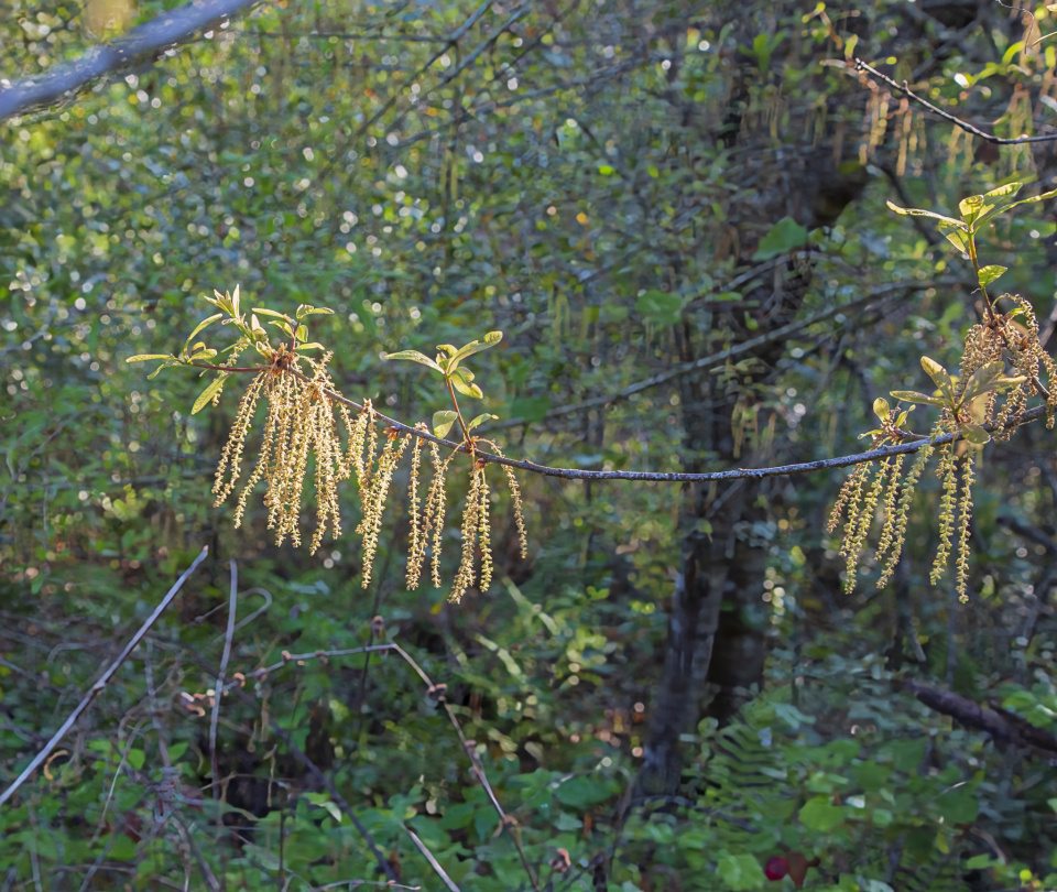 Catkins | bugsman | Blipfoto