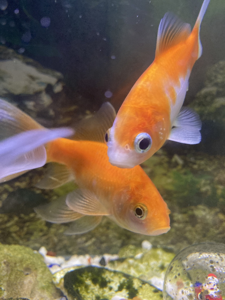 Nemo | 16 | Blipfoto