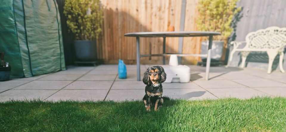 enjoying the sunshine | spishy | Blipfoto