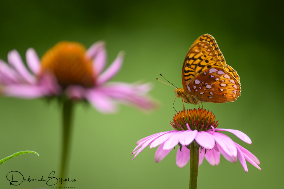 Fritillary | dbifulco | Blipfoto