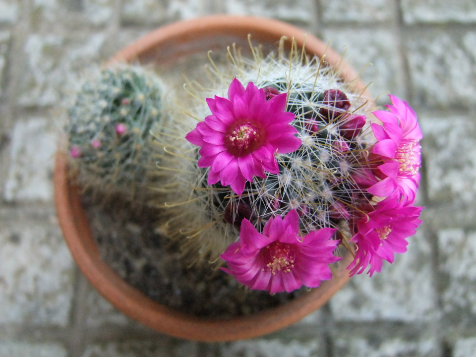 Cactus | TusCat | Blipfoto