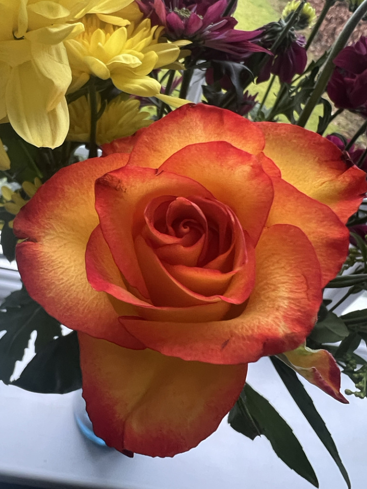 Bright …. | Romay | Blipfoto