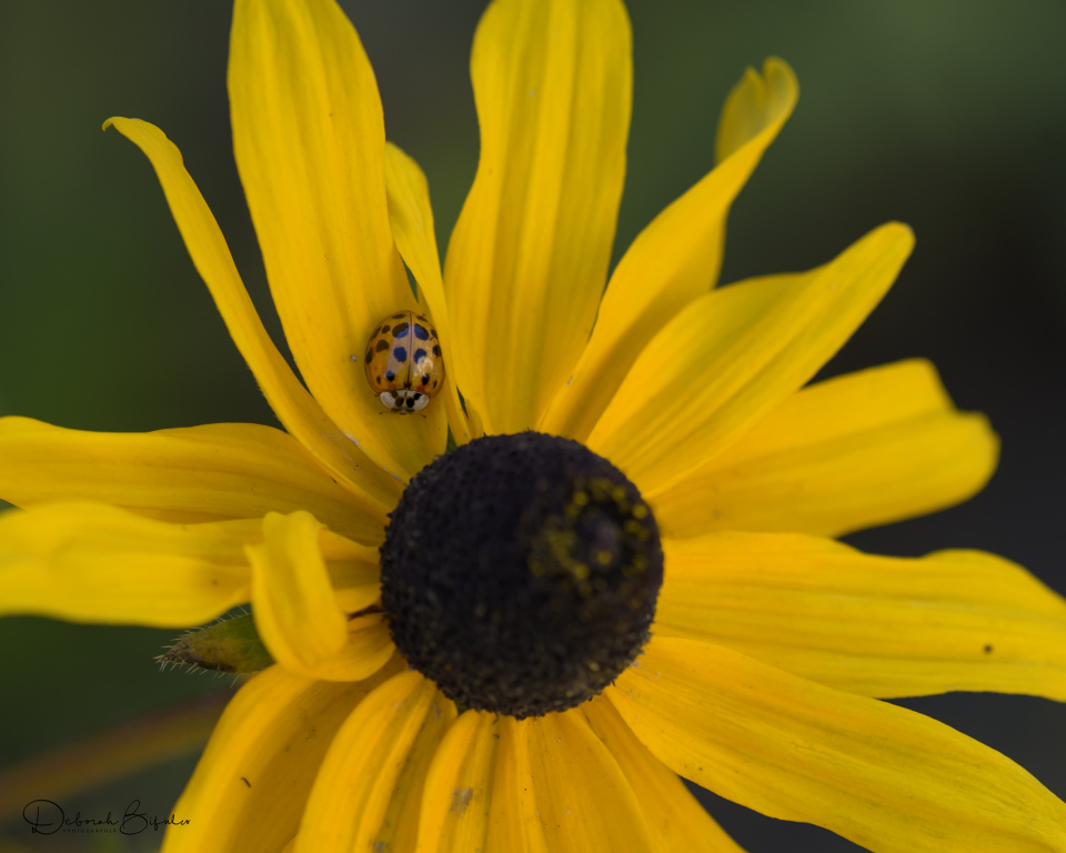 Lady in the Garden | dbifulco | Blipfoto