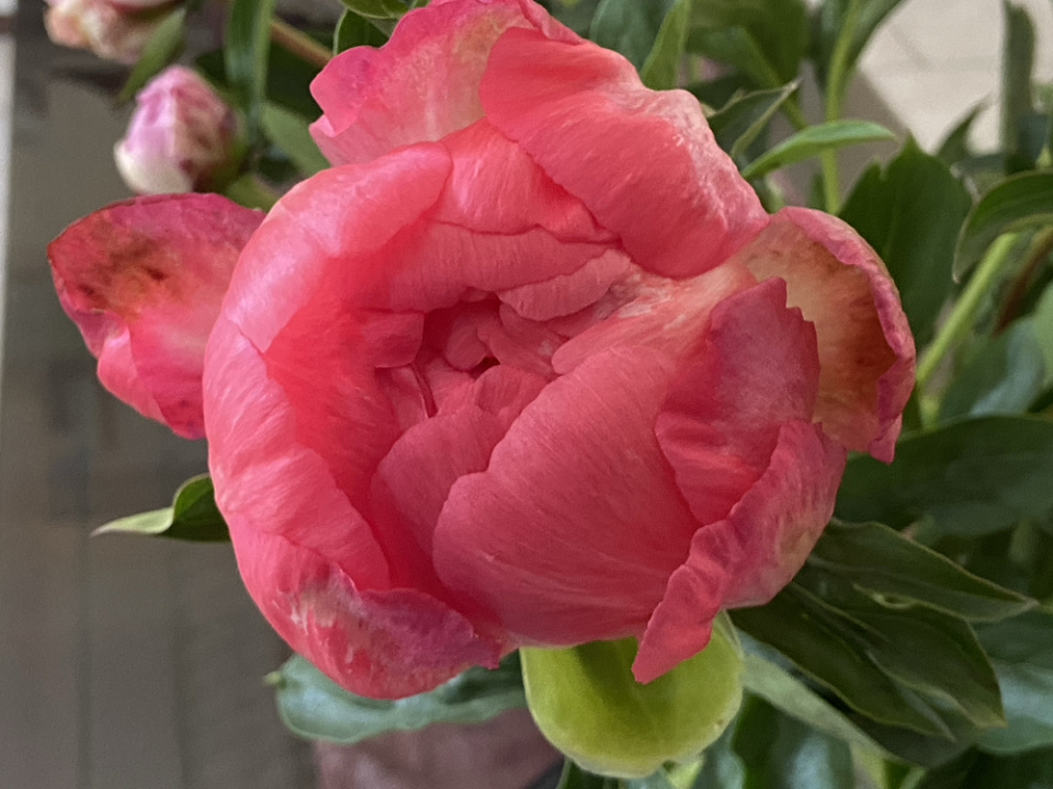 Peony | Ingeborg | Blipfoto