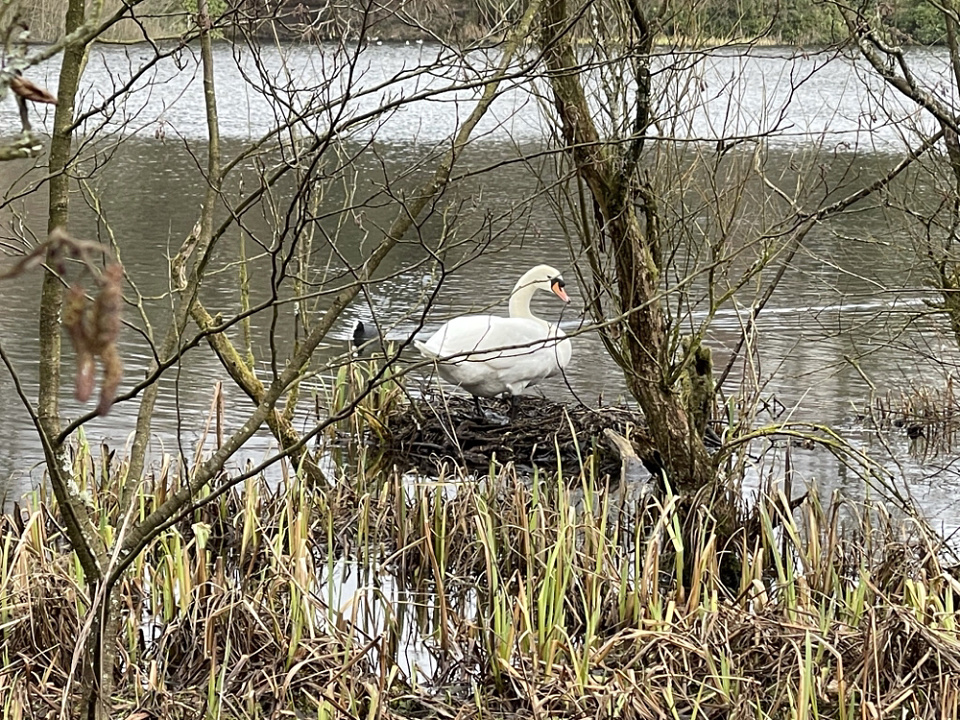 Nesting | Whitehowes | Blipfoto