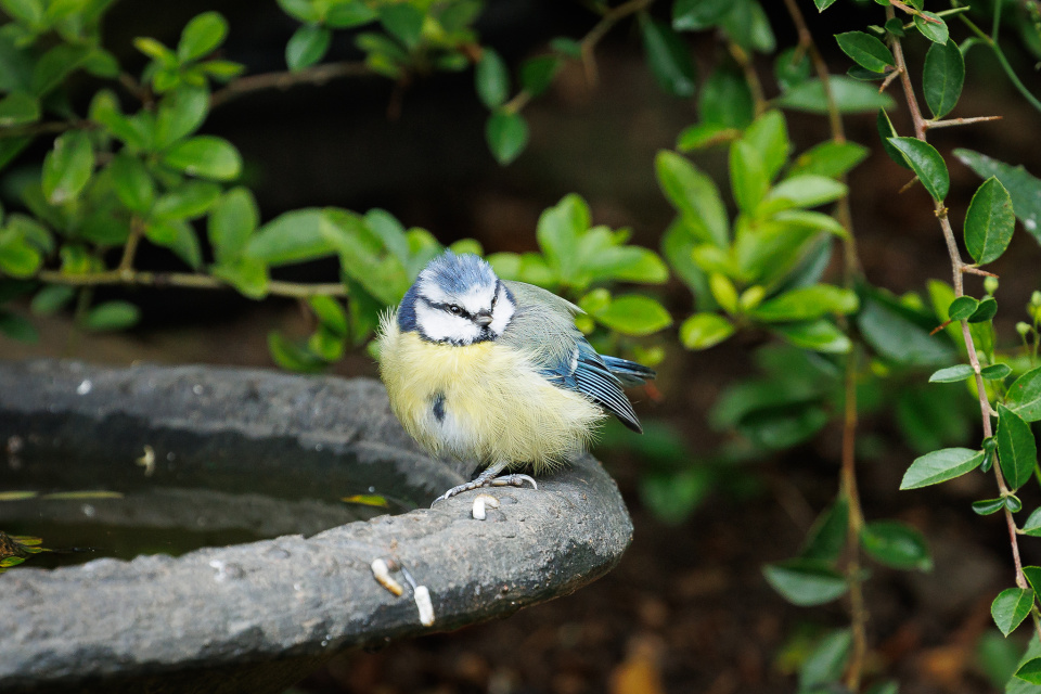 Blue Tit | madwill | Blipfoto