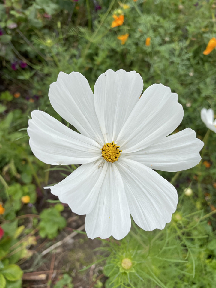 Cosmos Purity | WallyD | Blipfoto