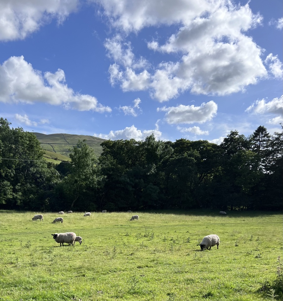 More sheep | Greenstead | Blipfoto