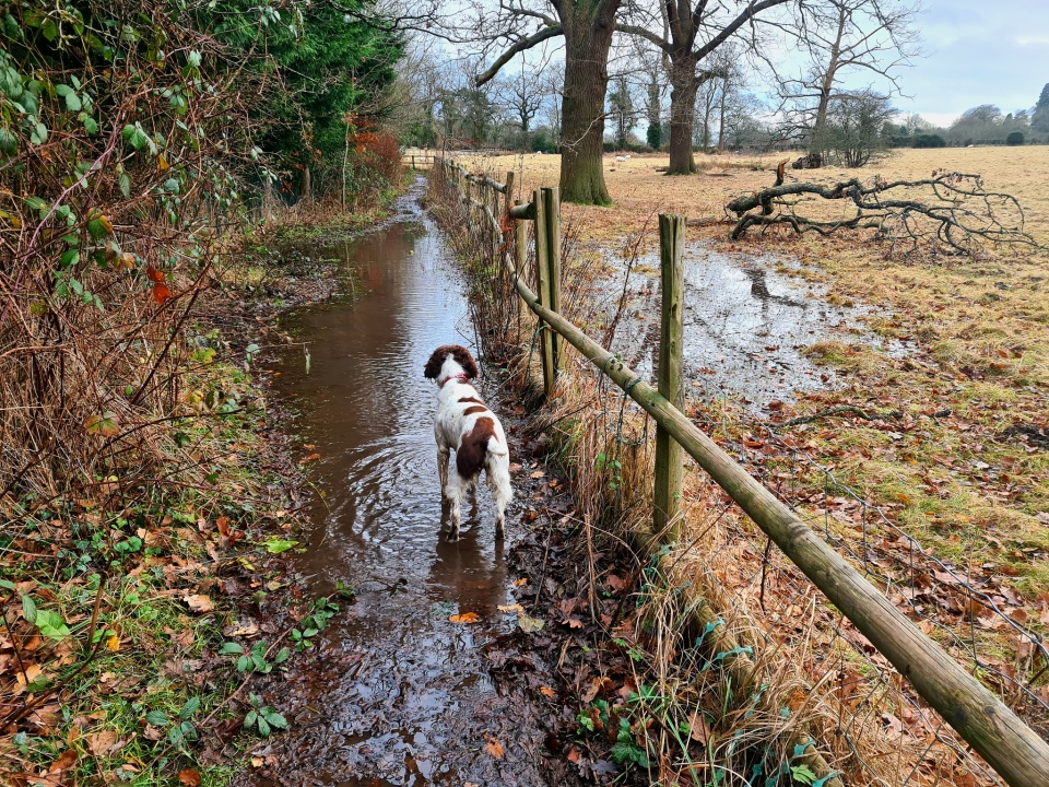 Puddle Lane | Ingleman | Blipfoto