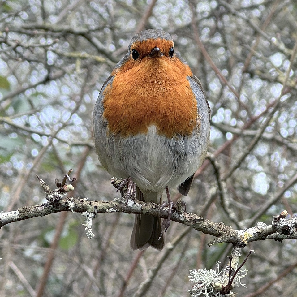 iPhone Robin | maureen6002 | Blipfoto