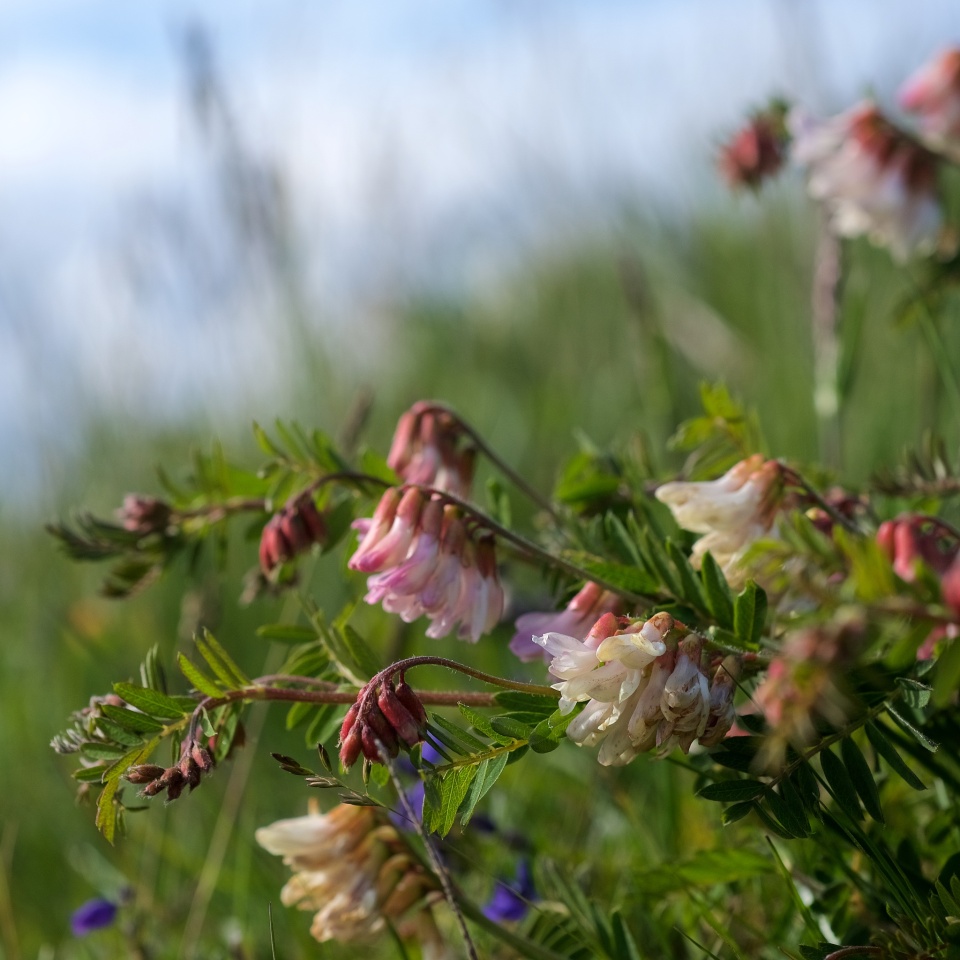 Wood bitter vetch | Treshnish | Blipfoto