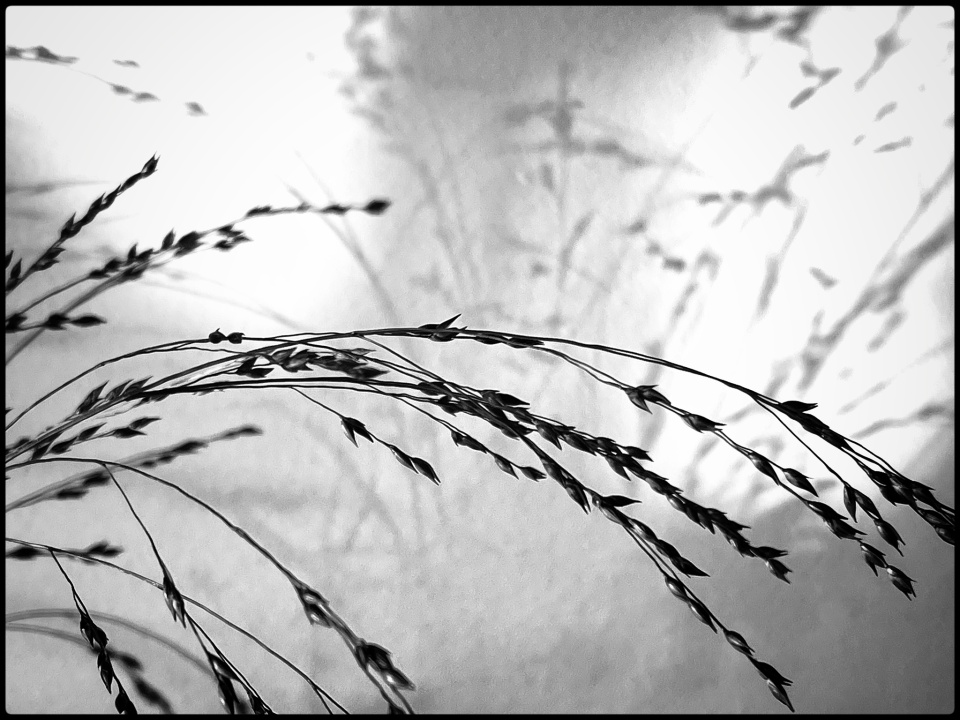 grass | sk | Blipfoto