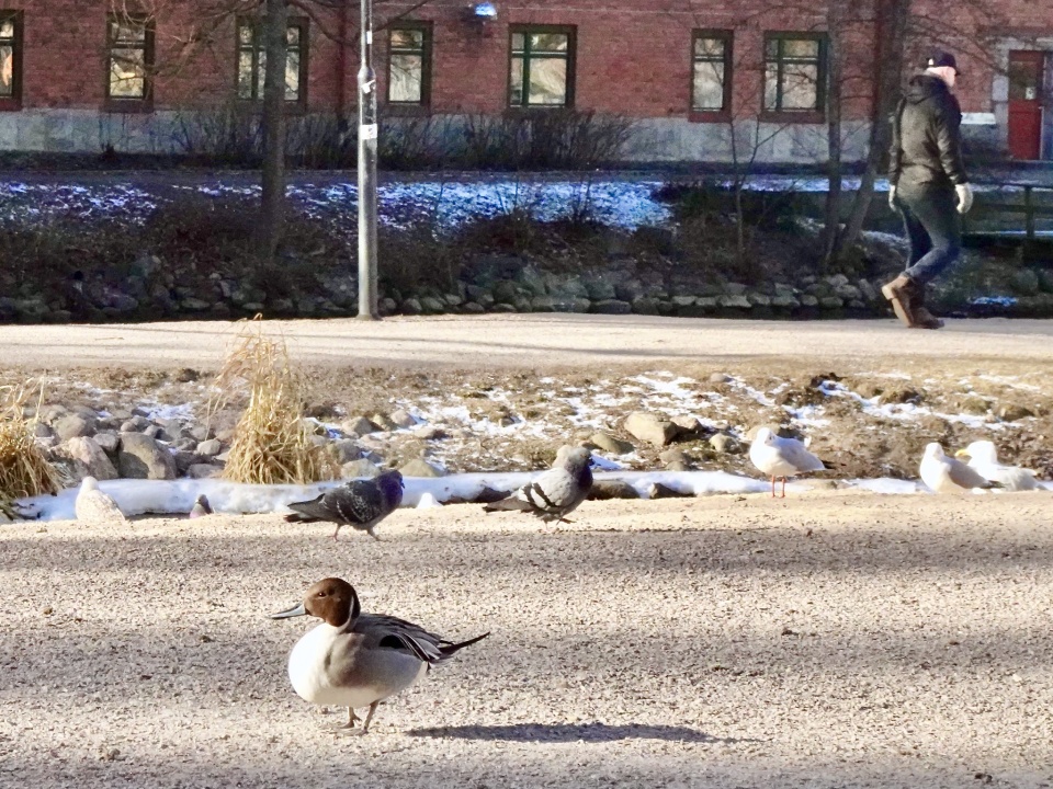 Special duck.........Result MonoMonday | heanku | Blipfoto