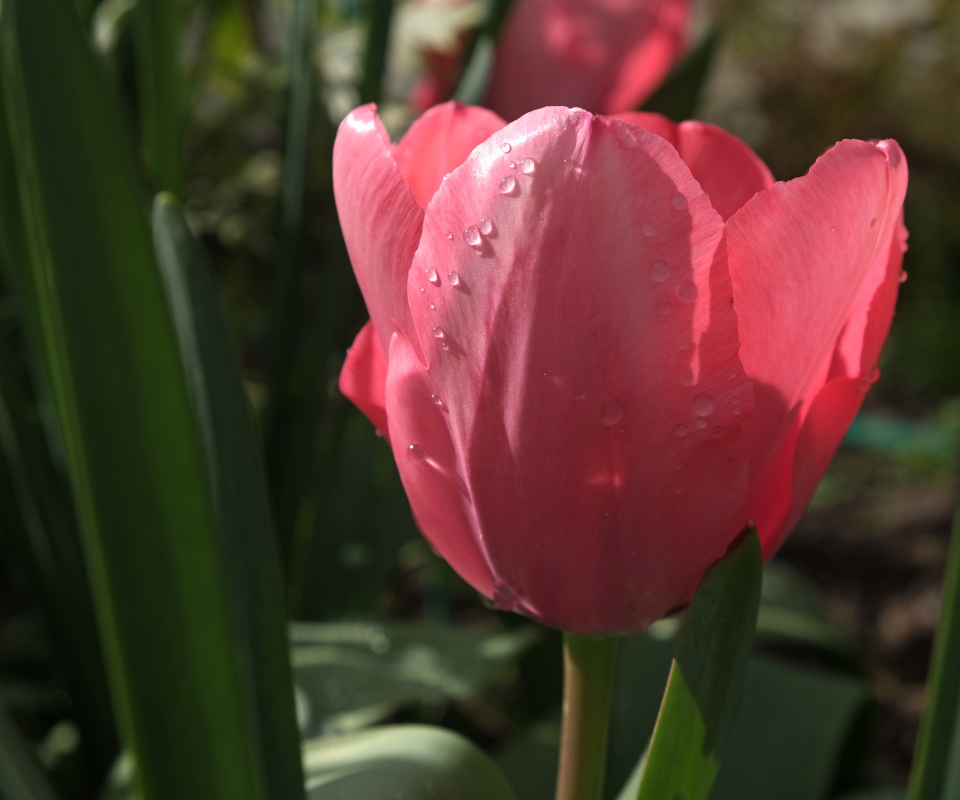 Tip Toe Through The Tulips . . . Tiny Tim | V1k1 | Blipfoto