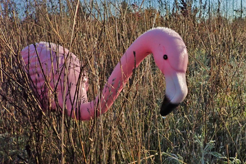 Frosty Foraging Flamingo | RonaldBerry | Blipfoto