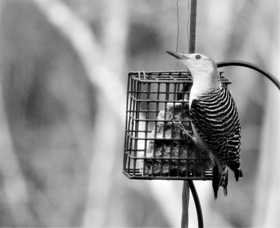 Mono Bird | MaryElizaR | Blipfoto