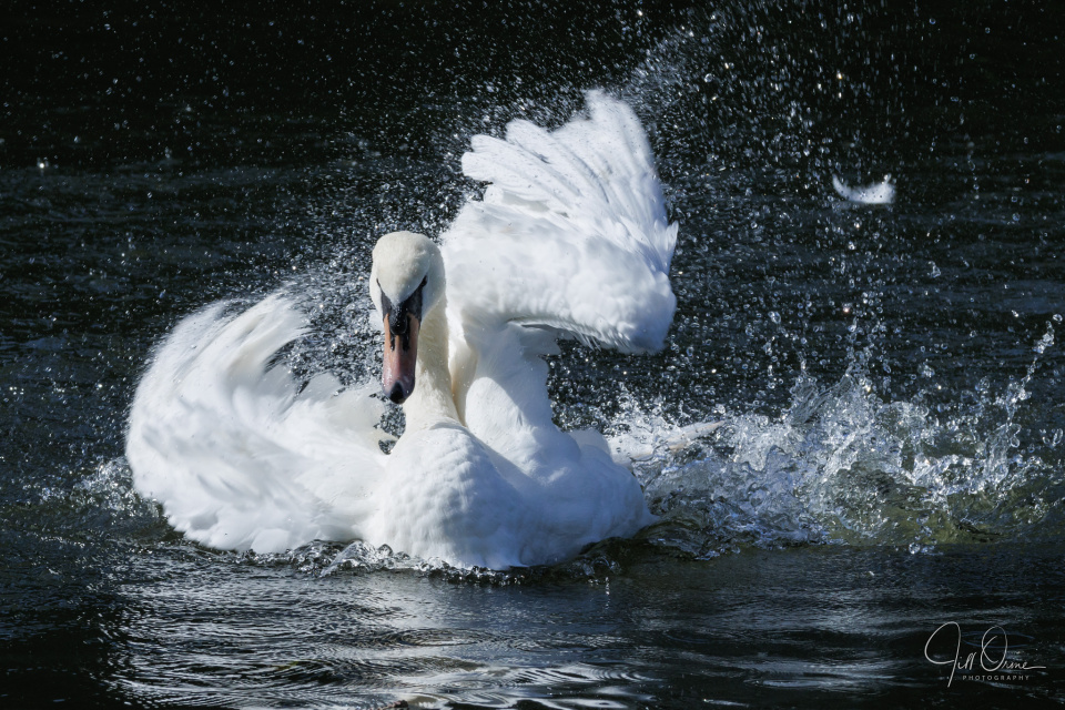 Swirling | JDO | Blipfoto