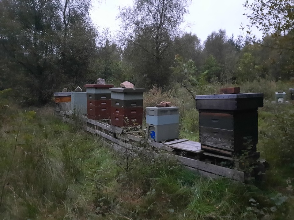 Late hive visit | EcoDad | Blipfoto