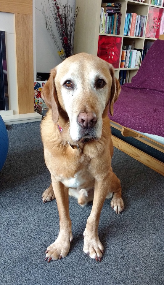 Siri The Dog | YellowBalloon | Blipfoto