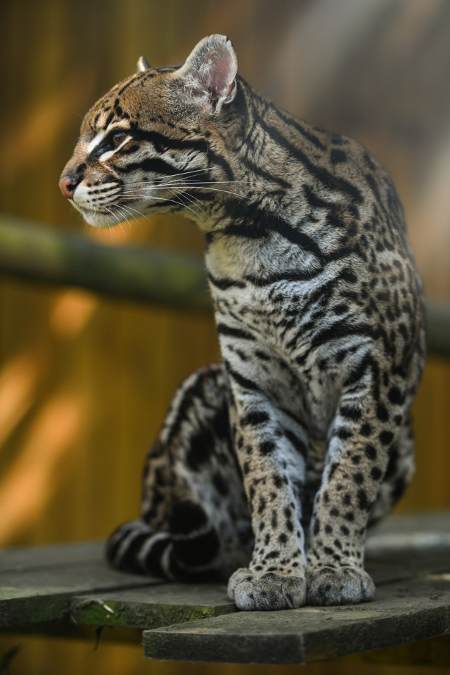 Hemsley Conservation Centre: Ocelot | Chamaeleo | Blipfoto
