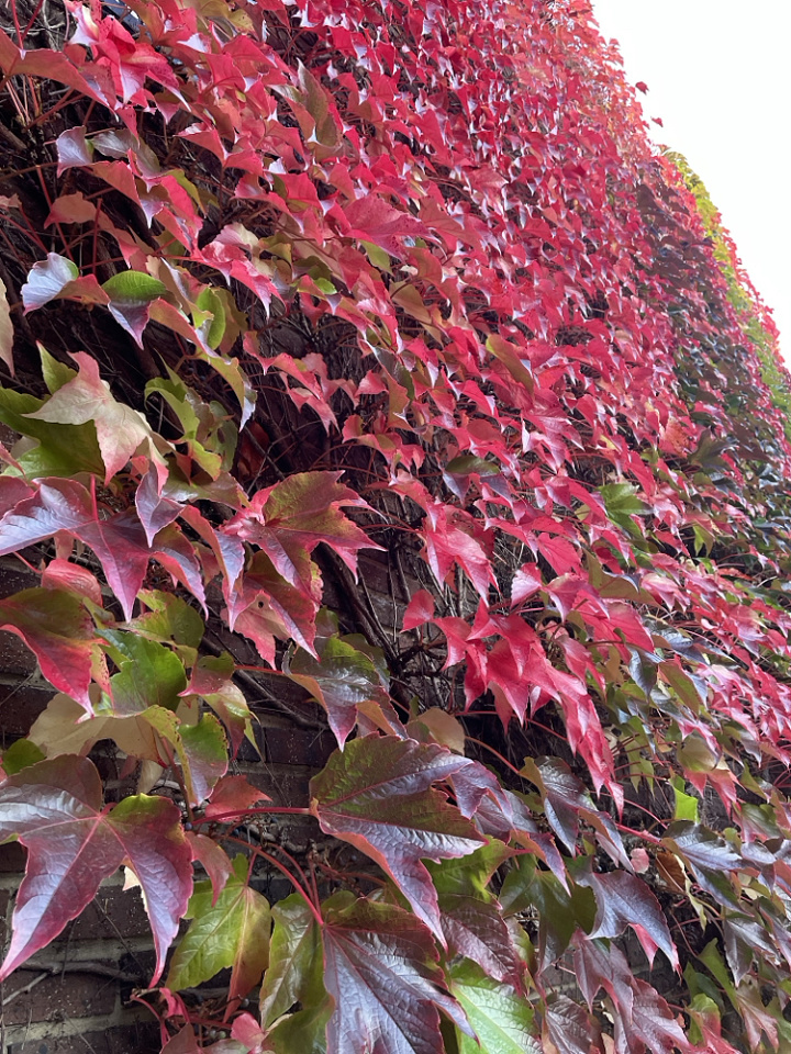 RED | KJD | Blipfoto