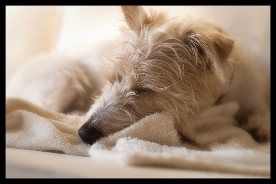 Sleepy Byes....... | Loui | Blipfoto