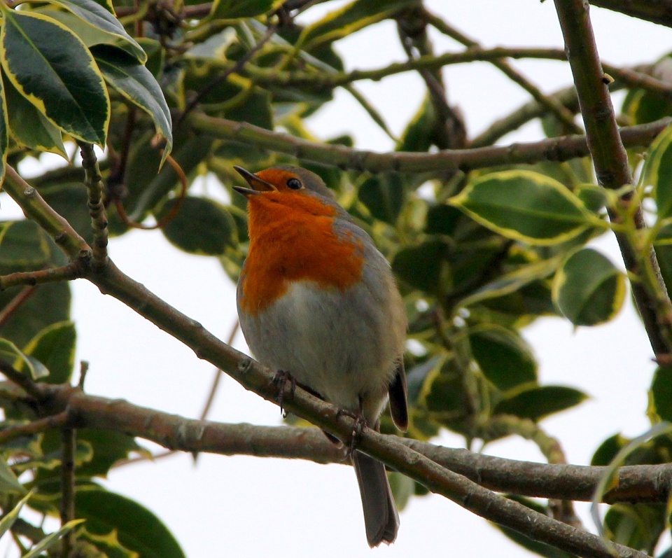 GARDEN ROBIN | sunflower | Blipfoto