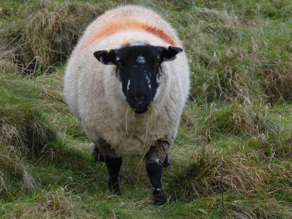 Looking sheepish. | welshmaid50 | Blipfoto