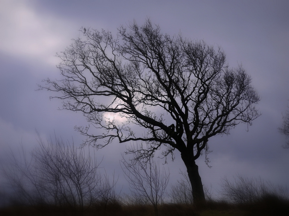 That tree again ! | jud | Blipfoto