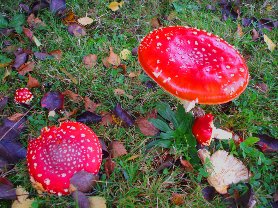 Mushrooms | Emsie | Blipfoto