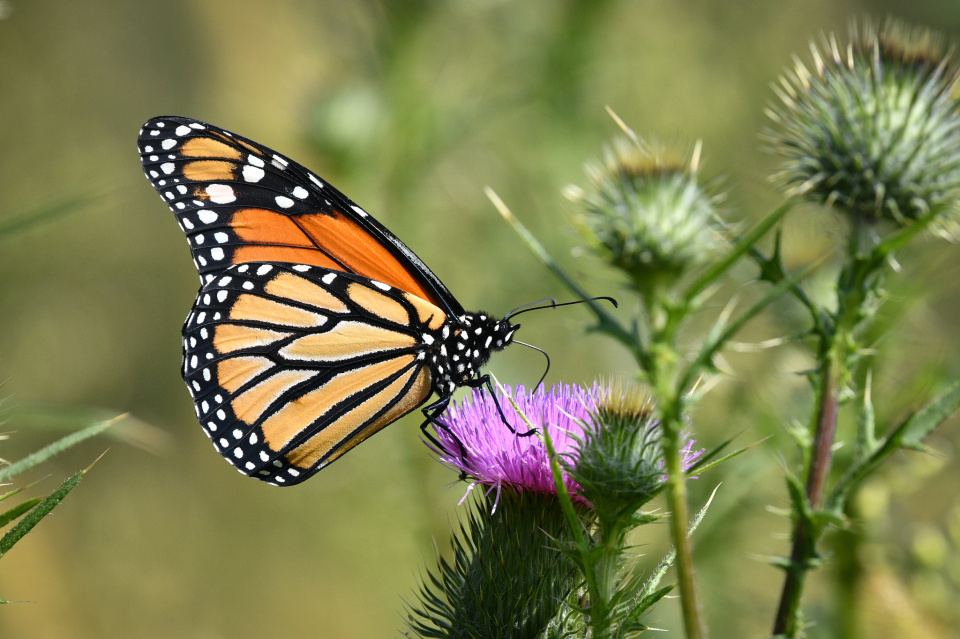 Moving through | dbifulco | Blipfoto