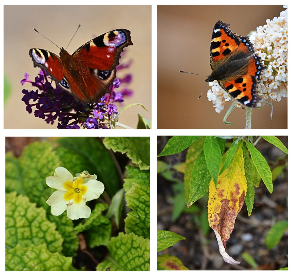 Nature's confusion!! (backblip) | Tigger101 | Blipfoto