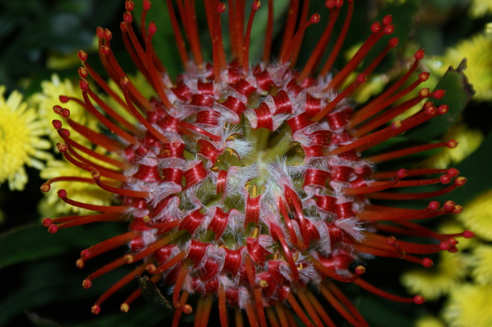 Pinhead protea exotic flower | cosmosellie | Blipfoto